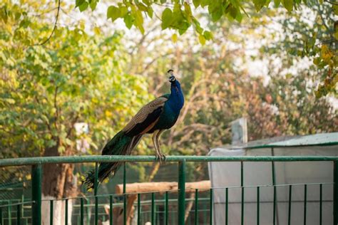Premium Photo Beautiful Peacock Peacock Showing Its Tail Peacock With