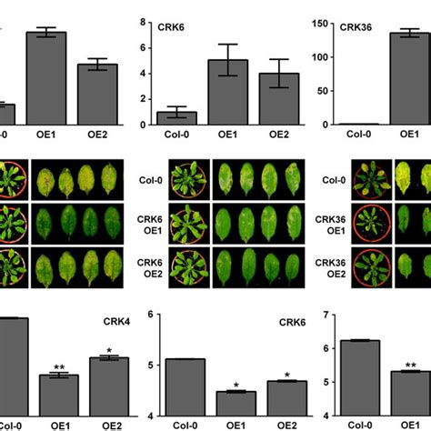 Frk1 Gene Expression In Crk4 Crk6 And Crk36 Overexpression Lines
