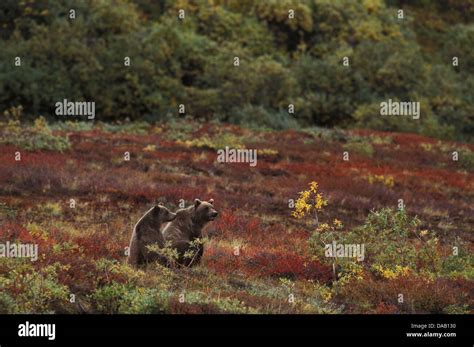 Grizzly Bear Animal Ursus Arctos Denali National Park Preserve