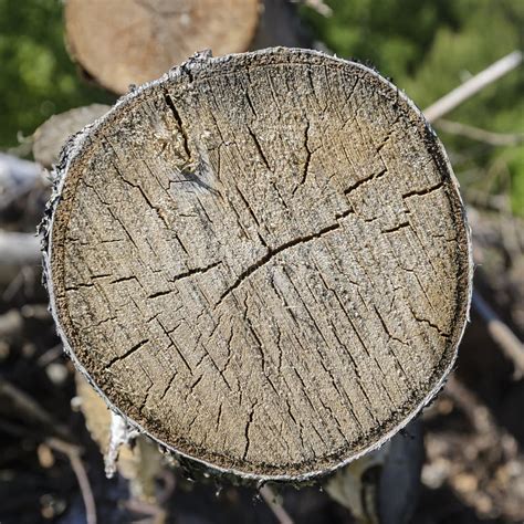 Round Section Of A Tree Trunk Stock Image Image Of Beam Neutral 260678829