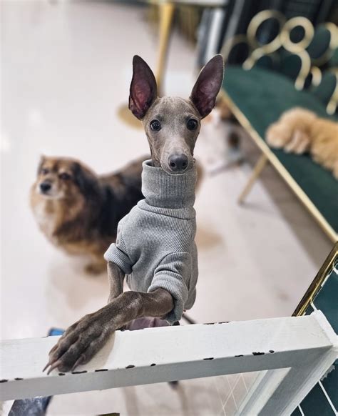 이탈리안그레이하운드 정탄이 강아지 책임분양 ♥ 아이조아 유기방지입양 파양 강아지보호소 고양이보호소 무료분양센터