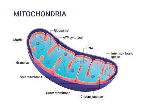 Facts About The Magic Of Mitochondria Facts Net