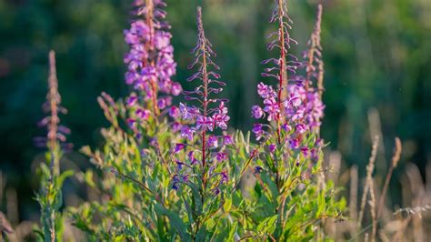 29 California Native Plants For Home Gardens
