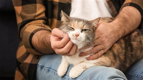 Natural Ways To Get Rid Of Cat Allergies Remedies For Relief