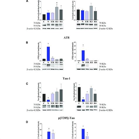 Western Blot Detection Of Total Tau And Dephosphorylatedphosphorylated