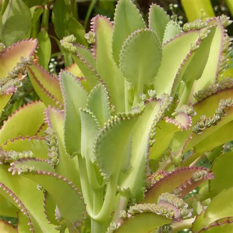 Kalanchoe laetivirens 10 piezas Suculentas Dzityá