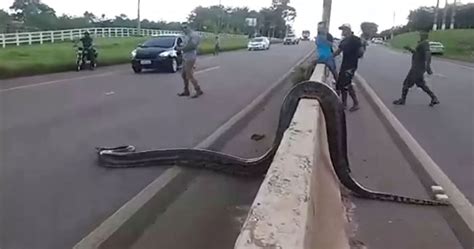 Traffic Halts As Giant Anaconda Crosses Road In Brazil