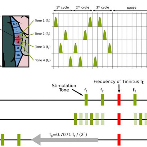Electrophysiological Effects Of Acoustic Cr Neuromodulation Studied By