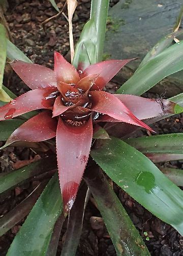 Vamos Conhecer Algumas Plantas Da Mata AtlÂntica