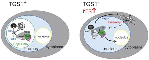 Loss Of Human Tgs1 Hypermethylase Promotes Increased Telomerase Rna And Telomere Elongation Pmc