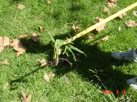 Crabgrass Weed Puller At Renato Shryock Blog