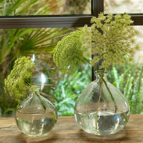 Plantas Que Pueden Sobrevivir Solo En Agua Y Decoran Un Montón