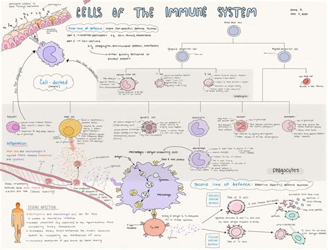 Cells Of The Immune System Phagocytes T Cells B Cells And More