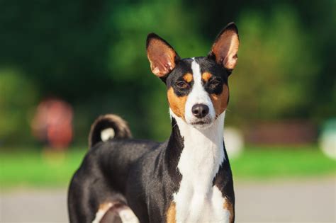 Basenji Character Nutrition Care