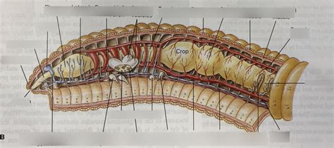 Exam 2 Study Guides Diagram Quizlet