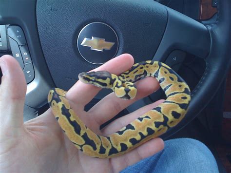 Pastel Congo Ball Pythons Net Gallery