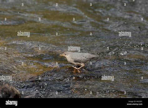 American Dipper Cinclus Mexicanus Feeding On An Insect In The