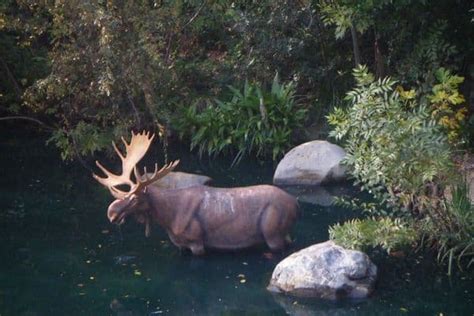 Elk Vs Moose 11 Main Differences Wildlife Informer