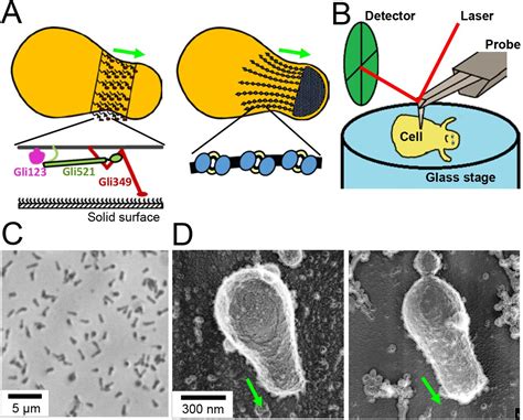 Mycoplasma Structure