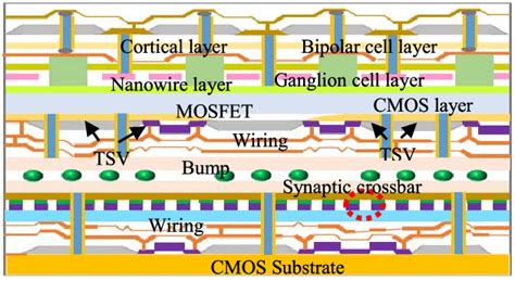Cross Section Of 3 D Neuromorphic Structure Face To Face Download Scientific Diagram