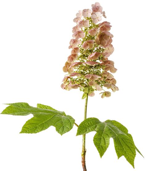 Hydrangea Gatsby Pink® Oakleaf Hydrangea Hydrangea Quercifolia
