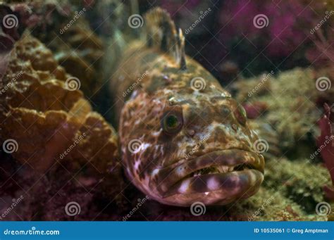 Ling Cod Stock Image Image Of Sound Nature Predator 10535061