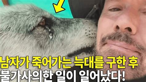 남자가 울고 있는 죽어가는 늑대를 구한 후 불가사의한 일이 일어났다 Youtube