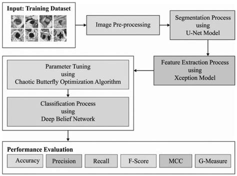 mitotic nuclei segmentation and classification using chaotic butterfly optimization algorithm