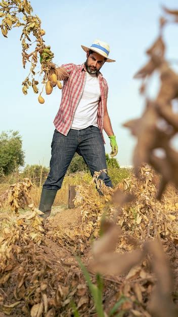 Premium Photo Organic Vegetables Fresh Potatoes In The Hands Of Male