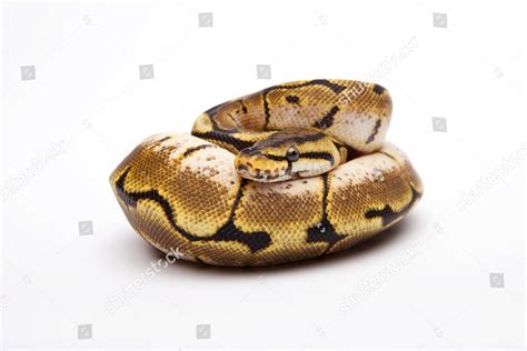 Royal Python Python Regius Spider Female Editorial Stock Photo Stock Image Shutterstock