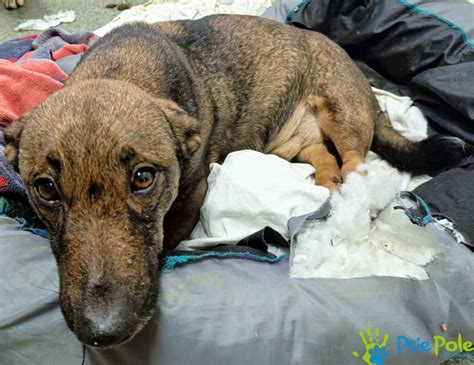 Bobik Od Czarka Schronisko Psie Pole