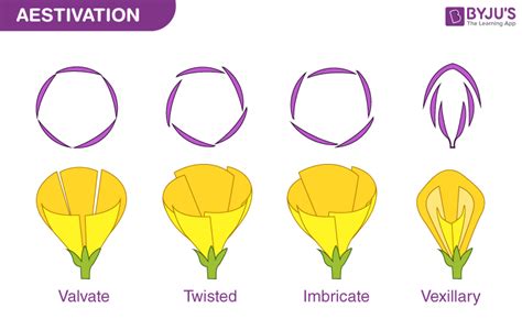 Most Important Diagrams Class 11 Botany Neet 2023 Biology Preparations