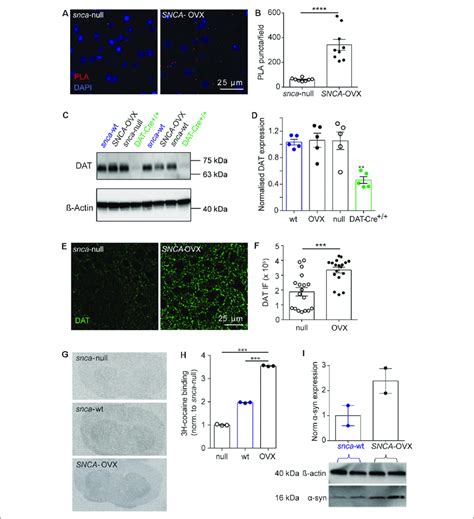 Dat Availability Is Promoted By α Synuclein A Representative Download Scientific Diagram