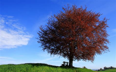 Landscapes Nature Trees Wallpapers Hd Desktop And Mobile Backgrounds