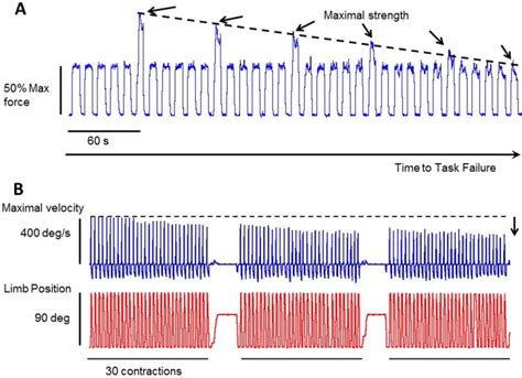 Sex Differences In Fatigability Of Dynamic Contractions Pmc