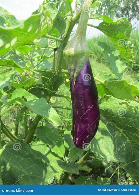 Eggplant Fruit Vegetable Plants That Are Still Green On The Stems And