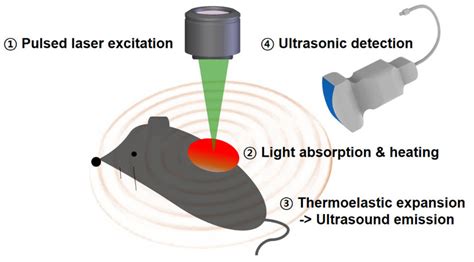 Schematic Description Of The Generation Of A Photoacoustic Signal Download Scientific Diagram
