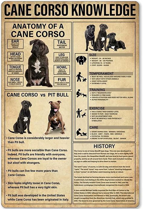 Cane Corso Knowledge At Riley Saltau Blog