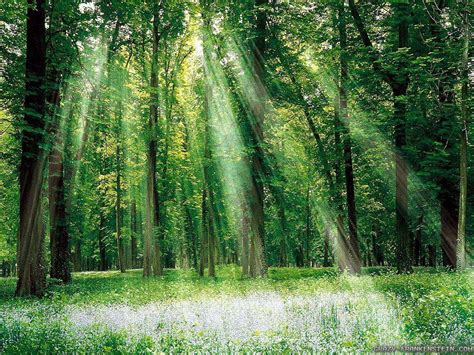 Cute Forest Wallpapers Top Free Cute Forest Backgrounds Wallpaperaccess