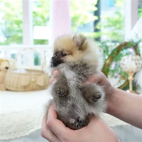 세이블포메 공주님 구미를 소개합니다~ Youtube