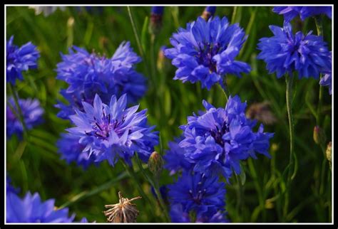 fiordalisi ..... Foto % Immagini| piante, fiori e funghi, fiori, natura ...