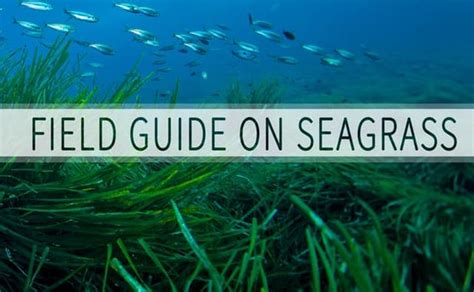 Estuarine Seagrass Ecology In North Caroline Ppt