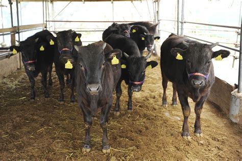 神戸牛・但馬牛について 大井肉店 神戸牛・鹿の仔牛専門店
