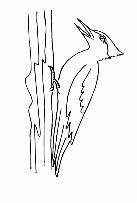 Раскраска Дятел Распечатать бесплатно