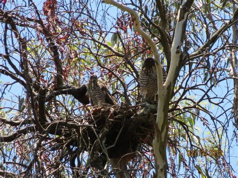 Goshawk Vs Sparrowhawk Birds In Backyards