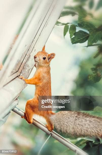 Orange Squirrel Photos And Premium High Res Pictures Getty Images