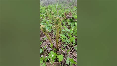 고비2산에서 나는 소고기라불리는 고비가 뭇지네요 양질의 단백질 비타민을함유하여 영양가가높고 변비 암예방에도 좋다원주 횡성 고비 Youtube