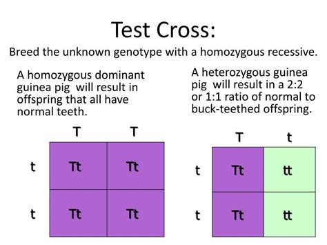 Ppt Monohybrid And Dihybrid Crosses Powerpoint Presentation Free
