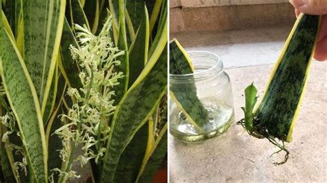 Réussir le bouturage de la sansevieria conseils et astuces Comment