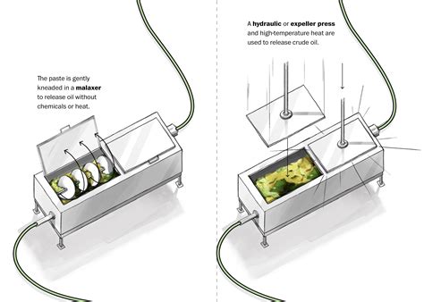 Making Unrefined Vs Refined Avocado Oil Illustrated Flowingdata